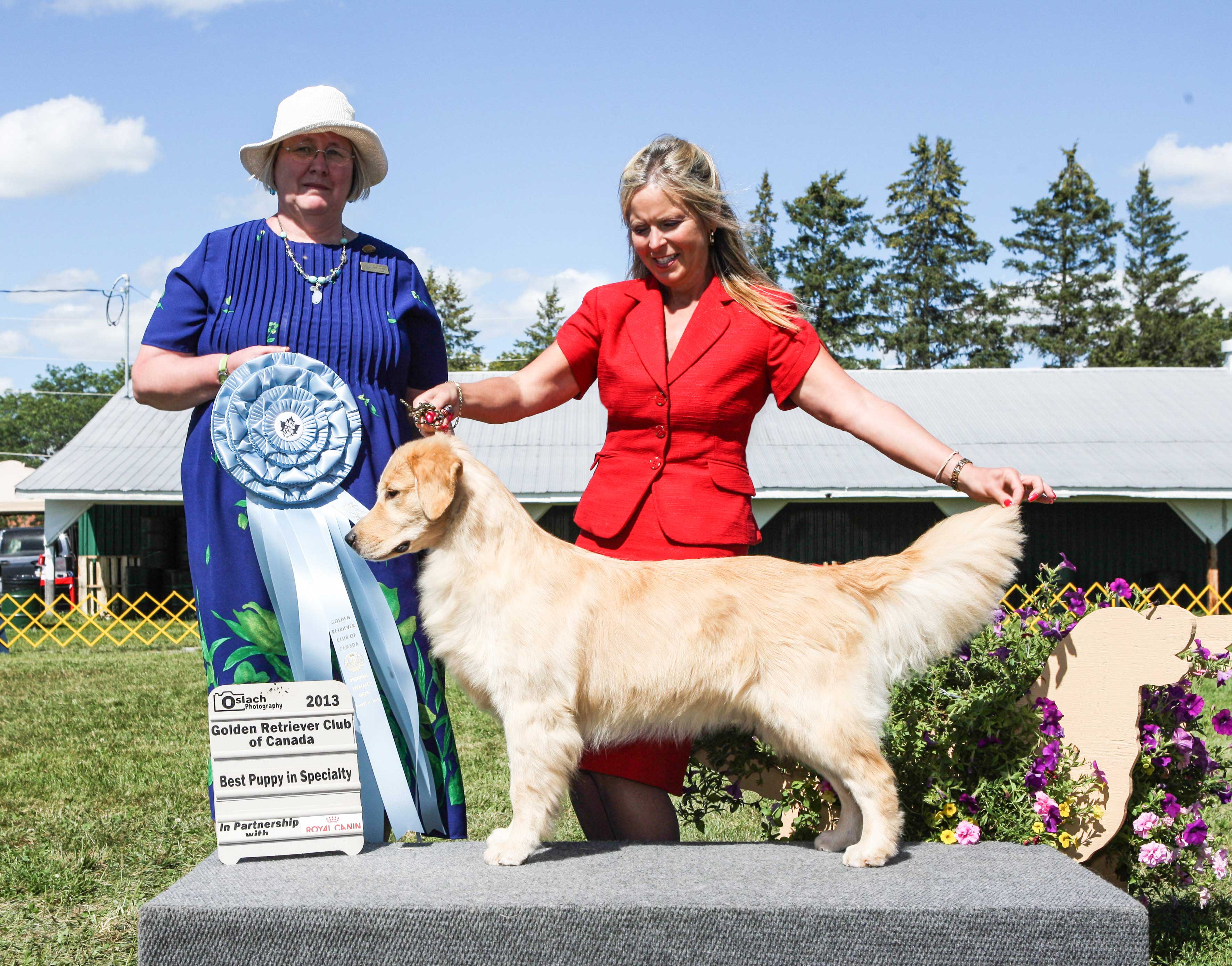 Golden Retriever Photos: Our Goldens » GVK Goldens: GCH BPISS, MBPIG ...